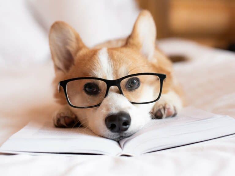 All You Need to Know About Bringing Your Pet to College – College ...